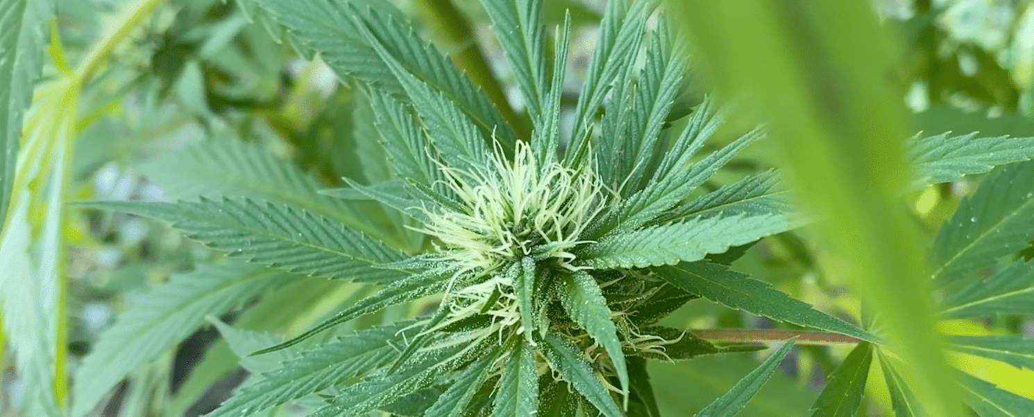 ส่วนประกอบของ ต้นกัญชา - เริ่มต้นปลูกกัญชาและศึกษา (คู่มืออย่างง่าย)