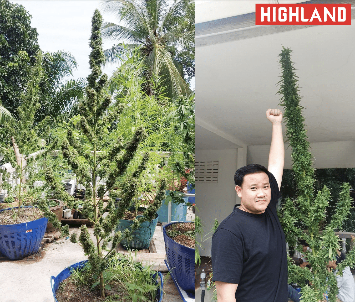 รู้จัก kd เกาะเต่า กัญชาสายพันธุ์แท้ประจำถิ่น - Cannabee